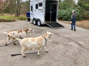 Loading Goats Onto A Trailer – Terry Golson