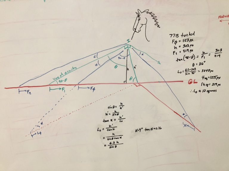 Understanding Horse Vision – Terry Golson