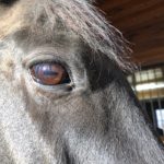 Horse Vision – Terry Golson
