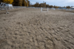 Horse Vision – Terry Golson