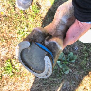 Coffin Joint Injections – Terry Golson