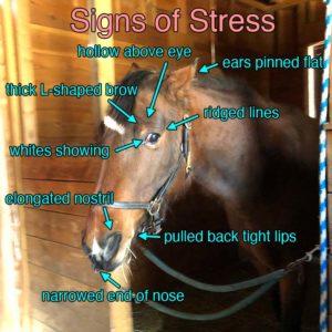 Horses Show Stress In Their Faces – Terry Golson