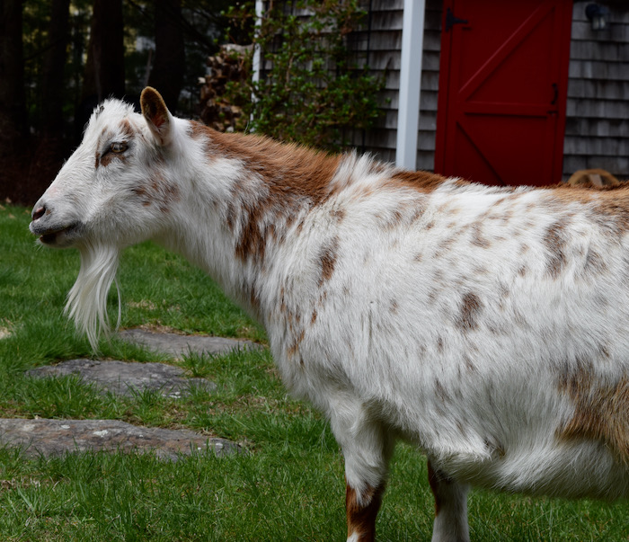 Caper – Terry Golson